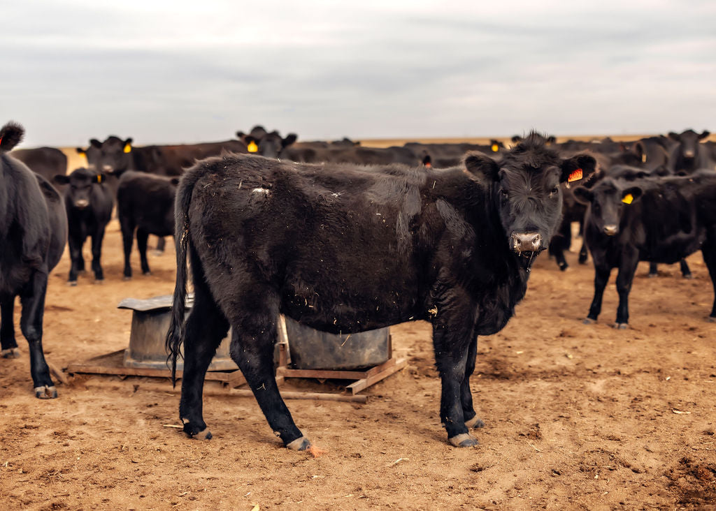 Premium Beef Whole Cow Assortment – Wholly Cow Market